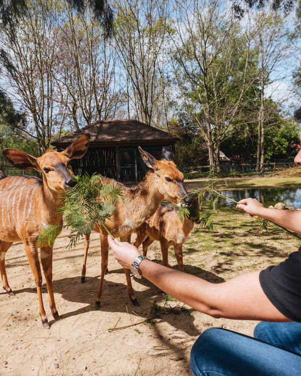 Zoo Santo Inácio | Experiência Guiada para Descobrir de perto o Mundo ...