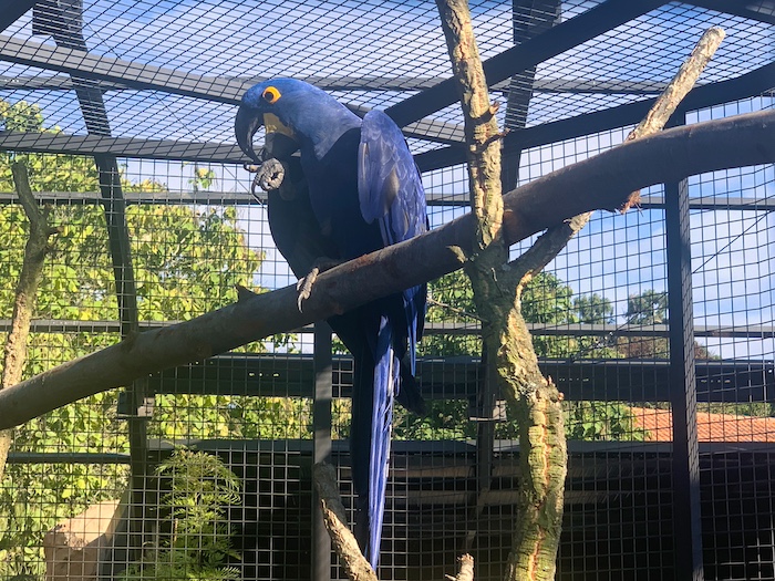 Zoo Santo Inácio | Novo Habitat une Animais do Ar e da Terra - Mais Algarve