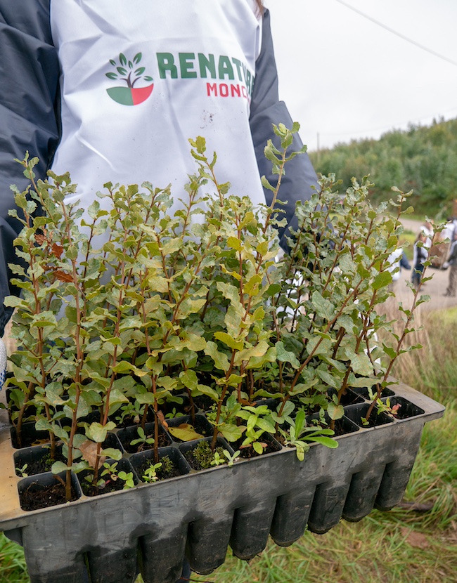 Relançamento do Projeto "Renature Monchique" - Mais Algarve