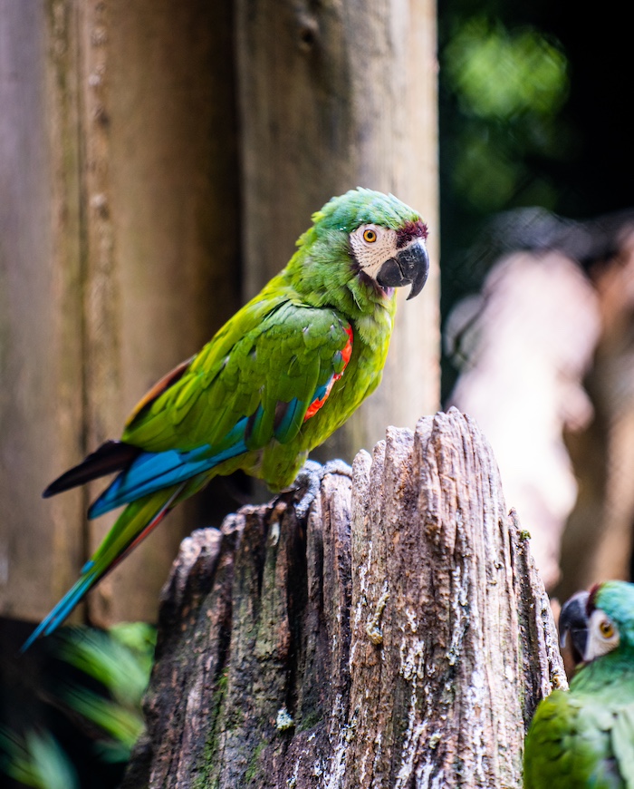Zoo Santo Inácio | Natal na Natureza a Observar os Animais da Selva ...