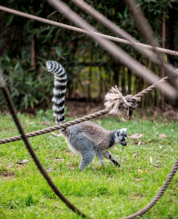 Zoo Santo Inácio | Natal na Natureza a Observar os Animais da Selva ...