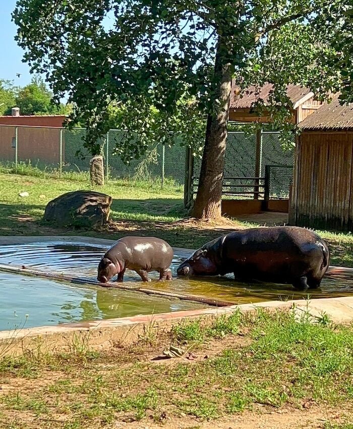 Hipopótamo-Pigmeu em risco de extinção nasce no Zoo Santo Inácio - Mais ...
